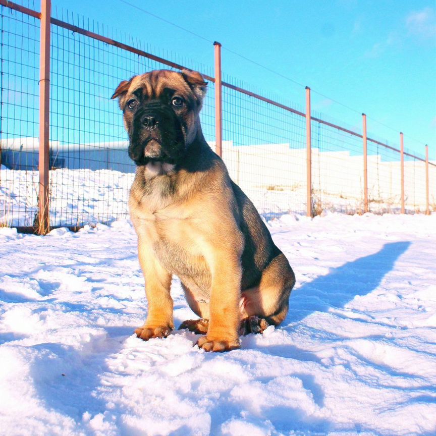 Корсо- девочка