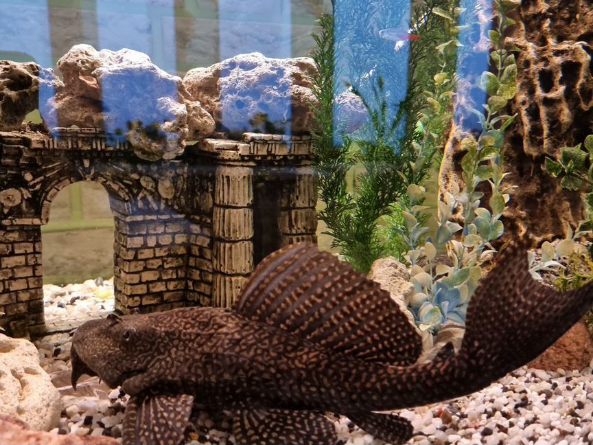 Сом анциструс