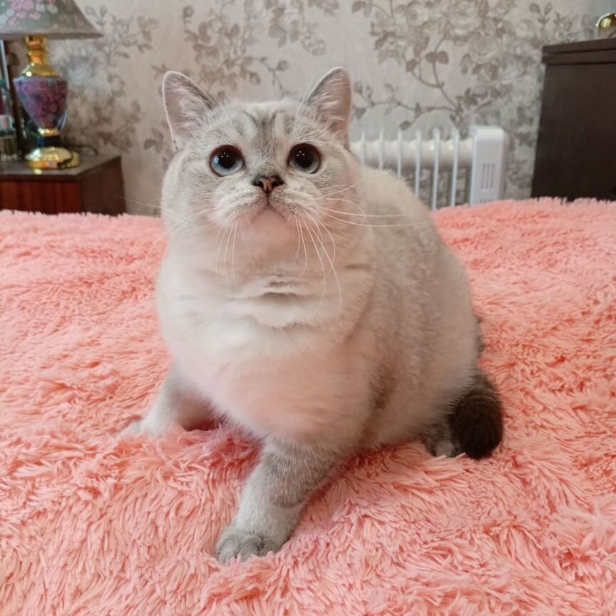 Шотландский красивый котик колор-пойнт
