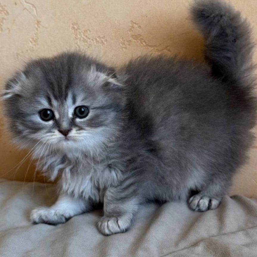 Шотландская вислоухая кошка