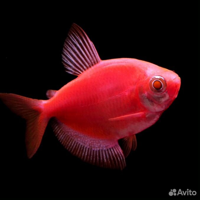 Тернеция (GloFish) Красная Светящаяся (арт 6924)