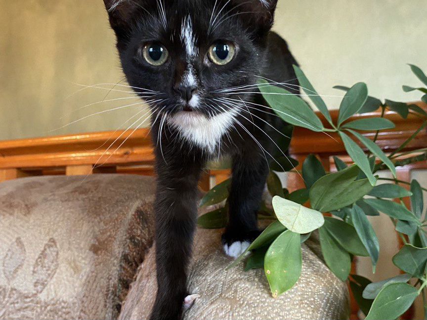 Котенок кошечка
