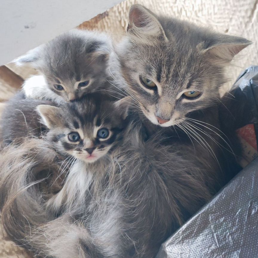 Котята в добрые руки бесплатно
