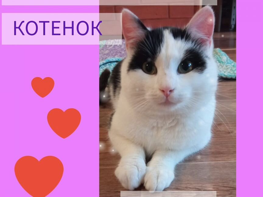 Дрессированный котик. Котенок кошка кошечка