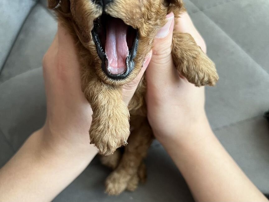 Щенок той пудель девочка