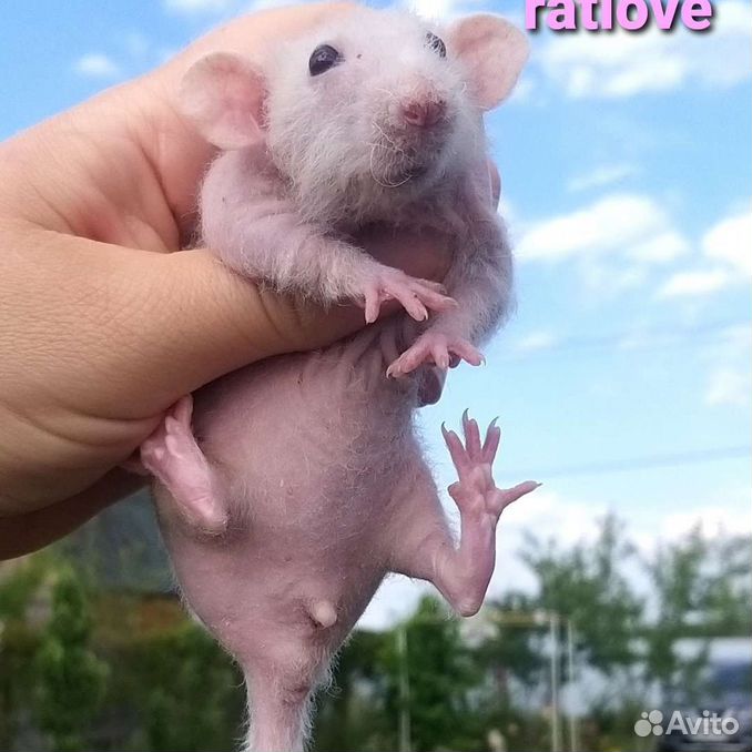 Крысята фазз девочка от ratlove