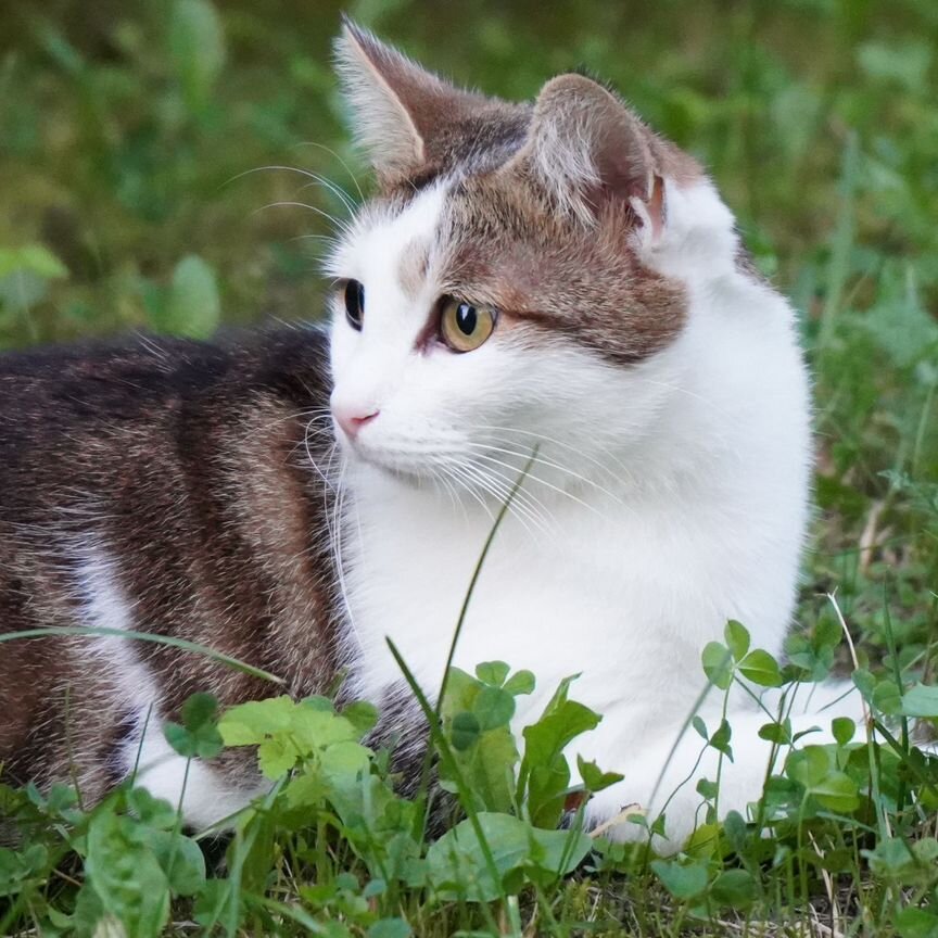Кошка в добрые руки