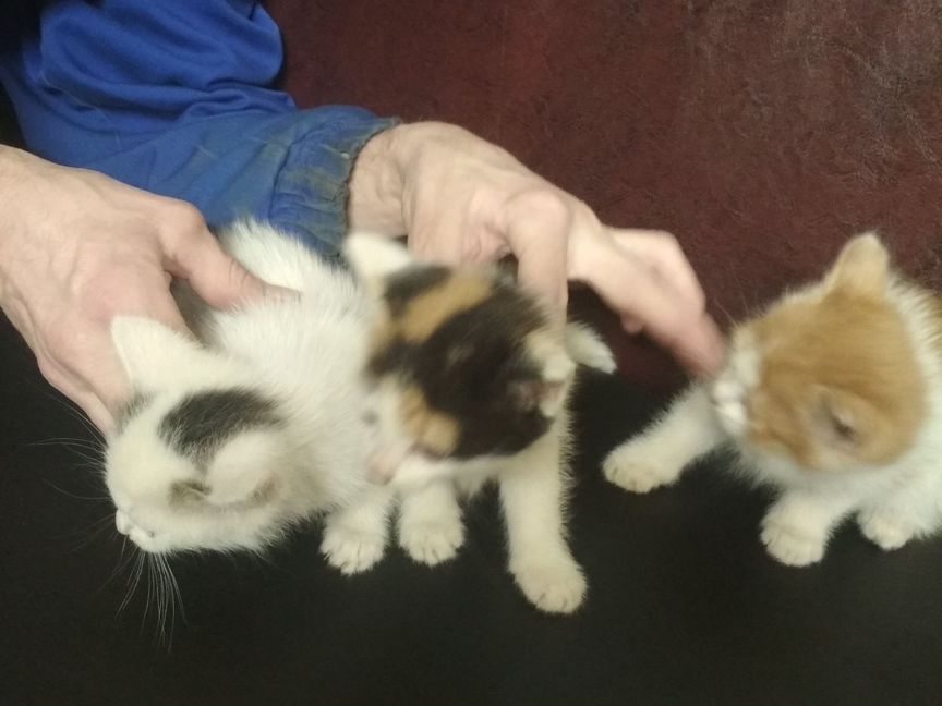 Отдаю котят в добрые руки 2 девочки и 1 мальчик