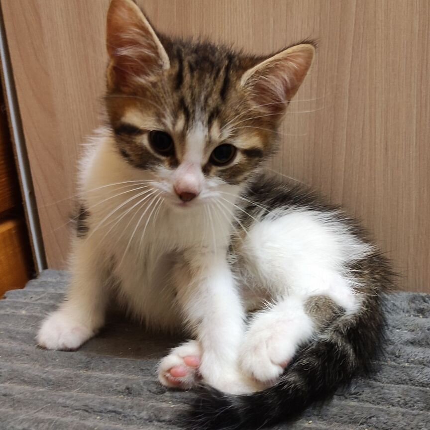 Котята в добрые руки бесплатно