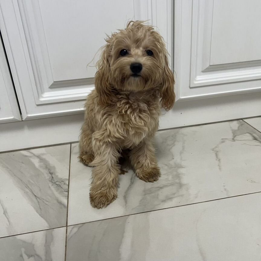 Мальтипу ф1 мальчик подросток