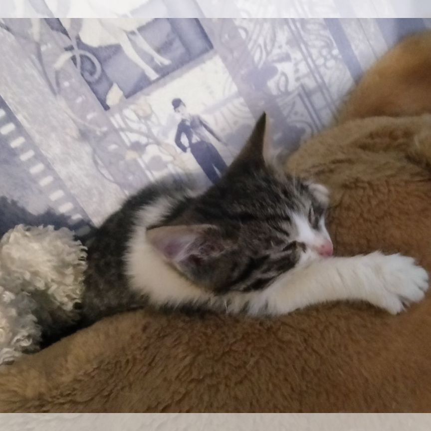 Котёнок в добрые руки