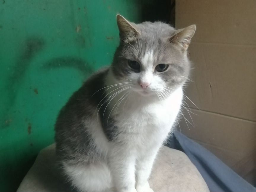 Котику нужна помощь