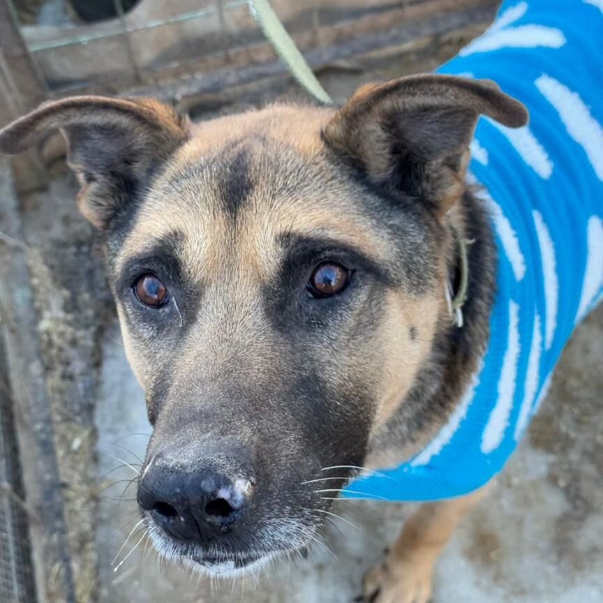 Собака в добрые руки