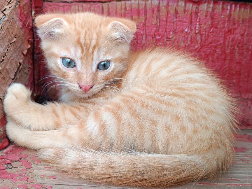 Вислоухие котята
