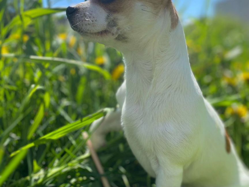 Вязка чихуахуа девочка