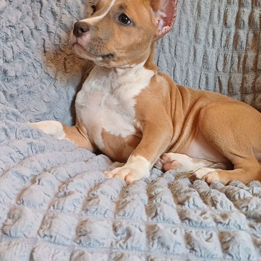 Американский стаффордширский терьер щенки