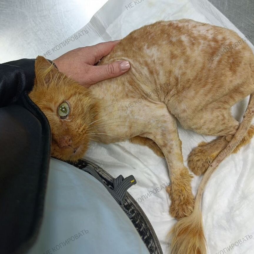 Срочная помощь котику