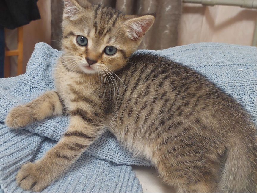 Котёнок мальчик