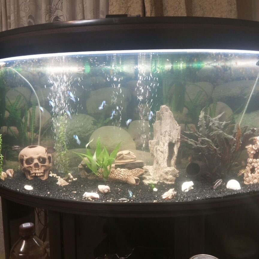 Ампулярии отдам песплатно