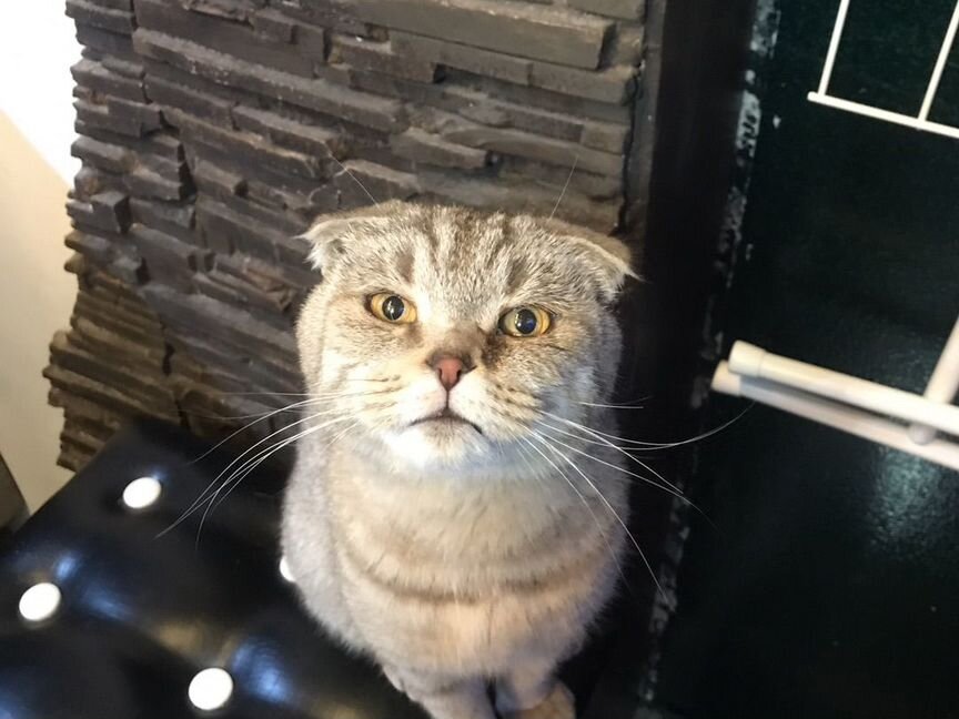 Шотландская вислоухая кошка бесплатно