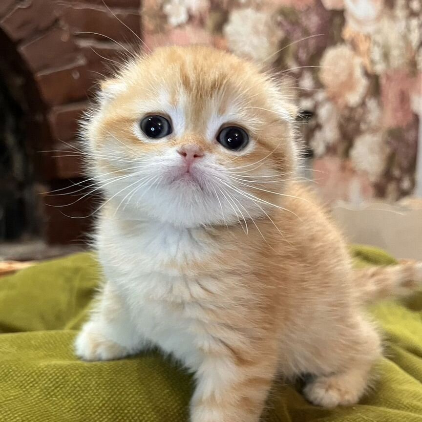 Шоколадный заяц мальчик котёнок