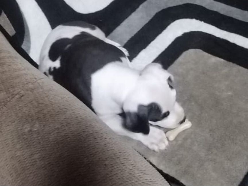 Собаки стаф