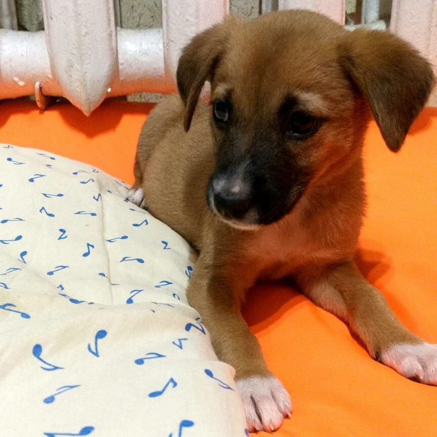 Непоседа Рекс