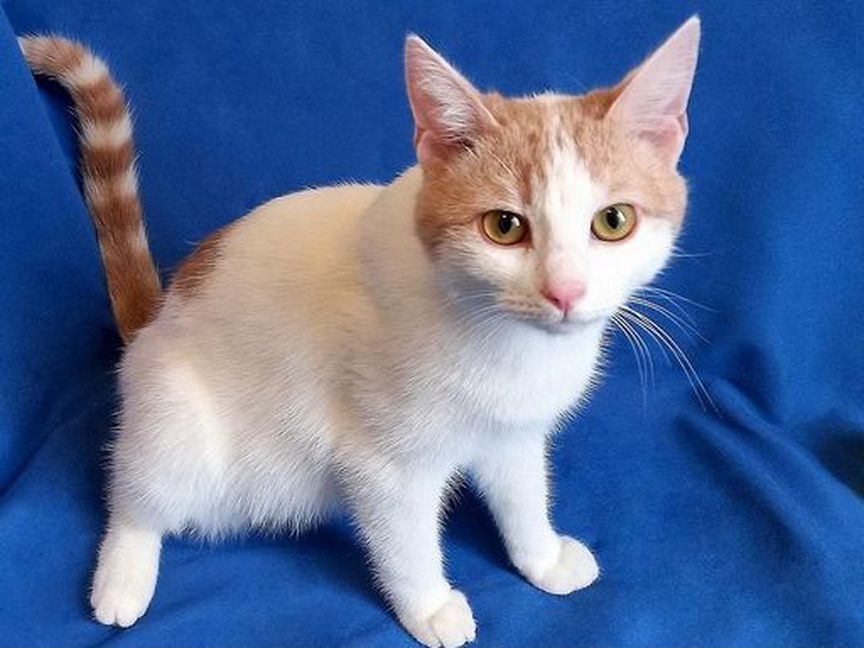 Кот Пряник в добрые руки