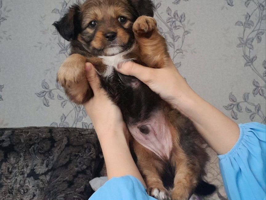 Маленькая собака