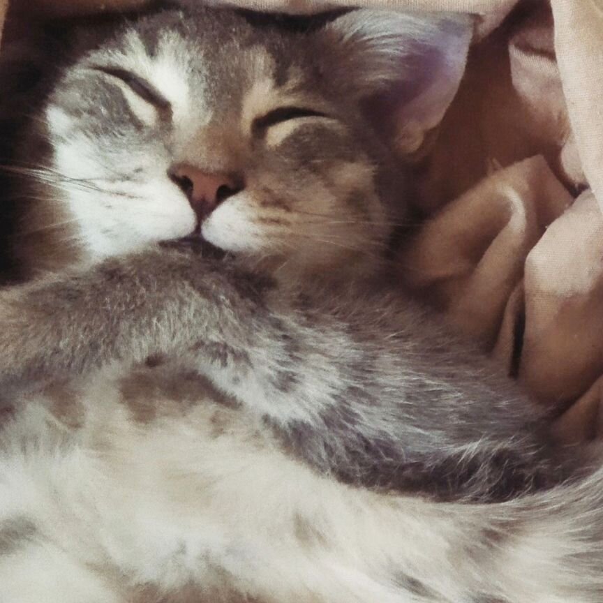 Котёнок ласковый, спокойный в добрые руки