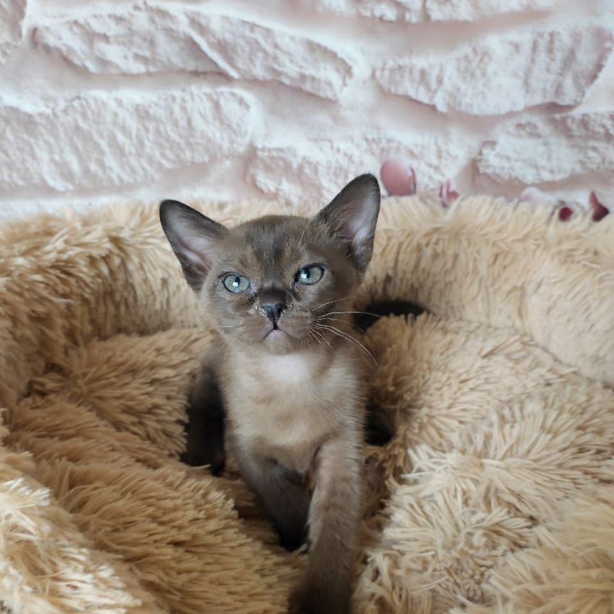Кошечка соболиного окраса