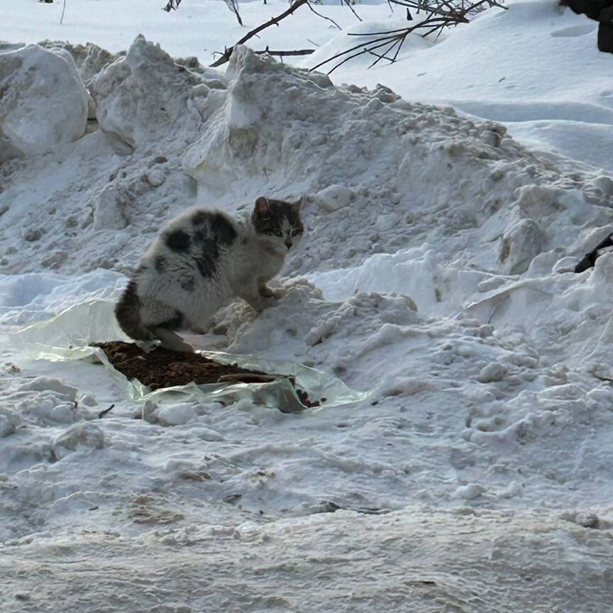 Котёнок в добрые руки