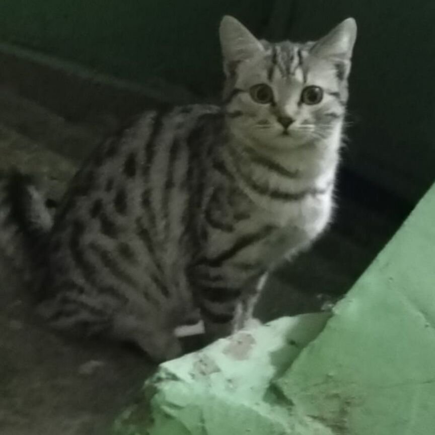 Котёнок-подросток окраса "Вискас"