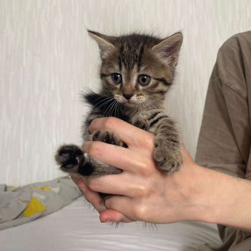 Европейские котята