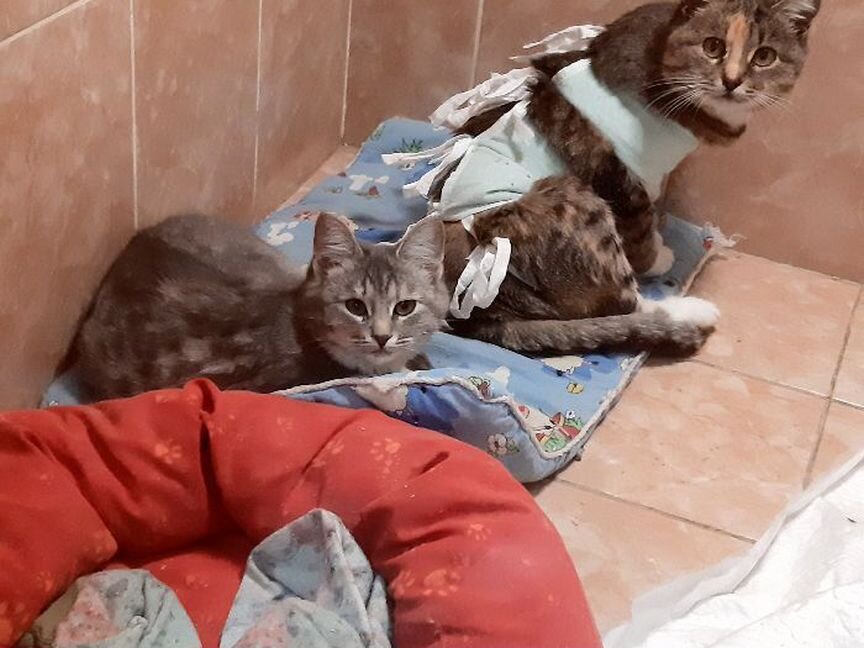 Кошки в добрые руки