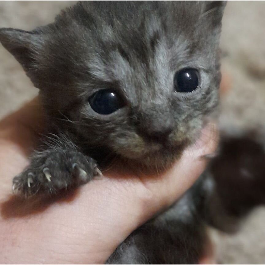 Котята, котёнок сибирская порода