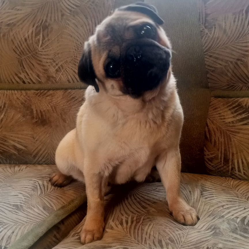 Мопс, взрослая собака