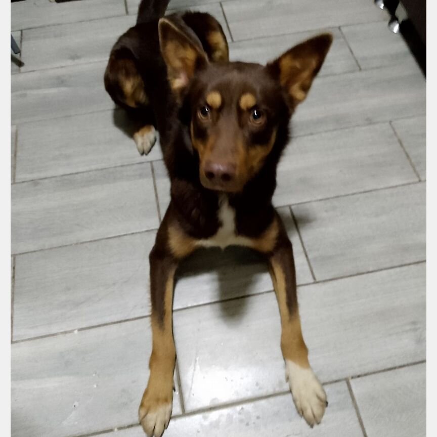 Шоколадный красавчик в добрые руки