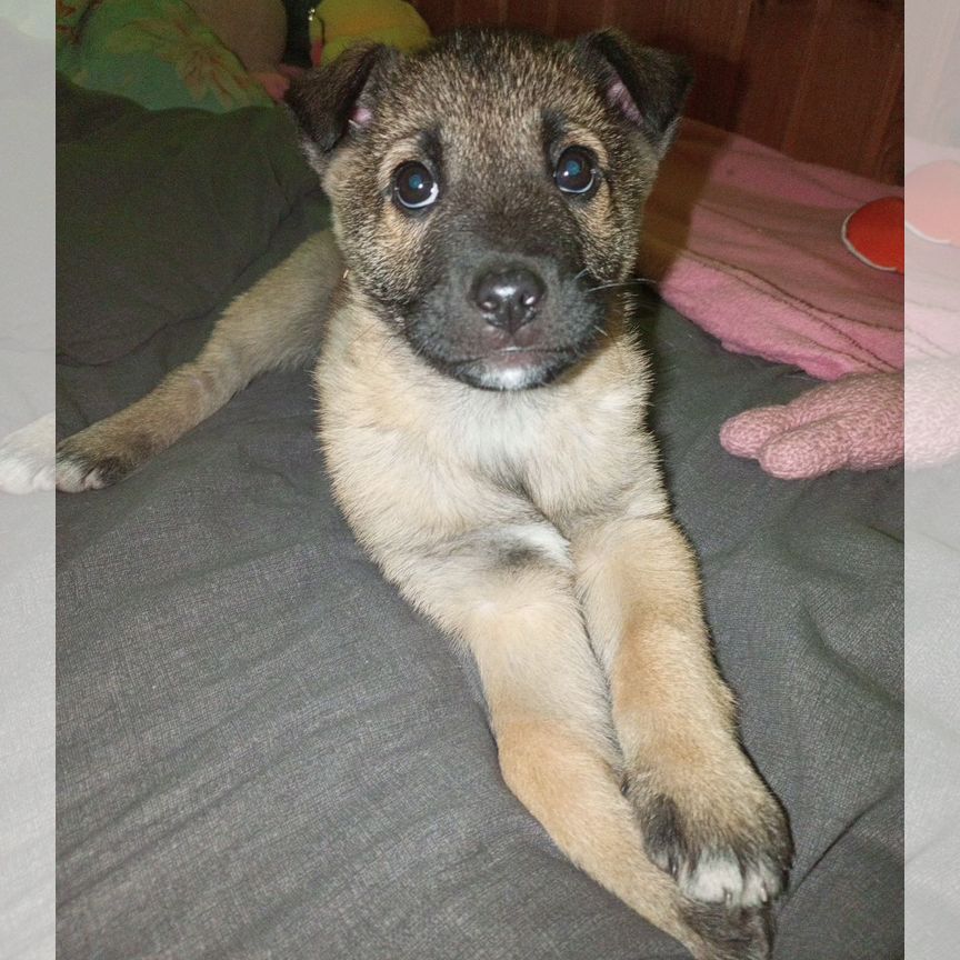 Щенок в добрые руки