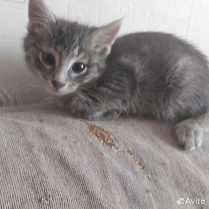 Бездомным котятам очень нужен дом