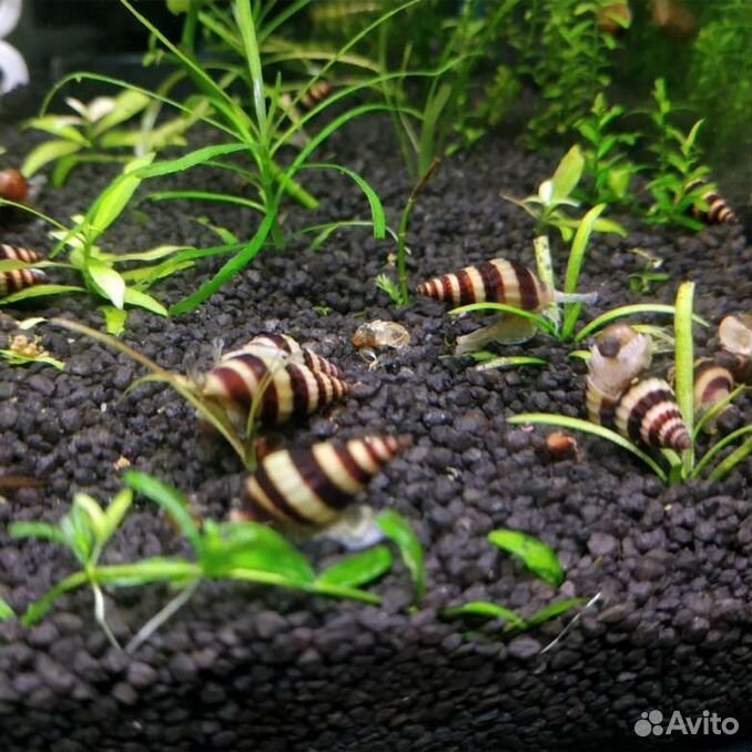 Улитка Хелена бесплатно