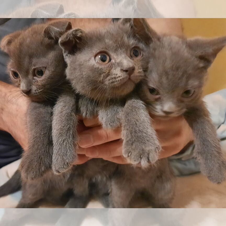 Британские котята вислоуха и прямоухая