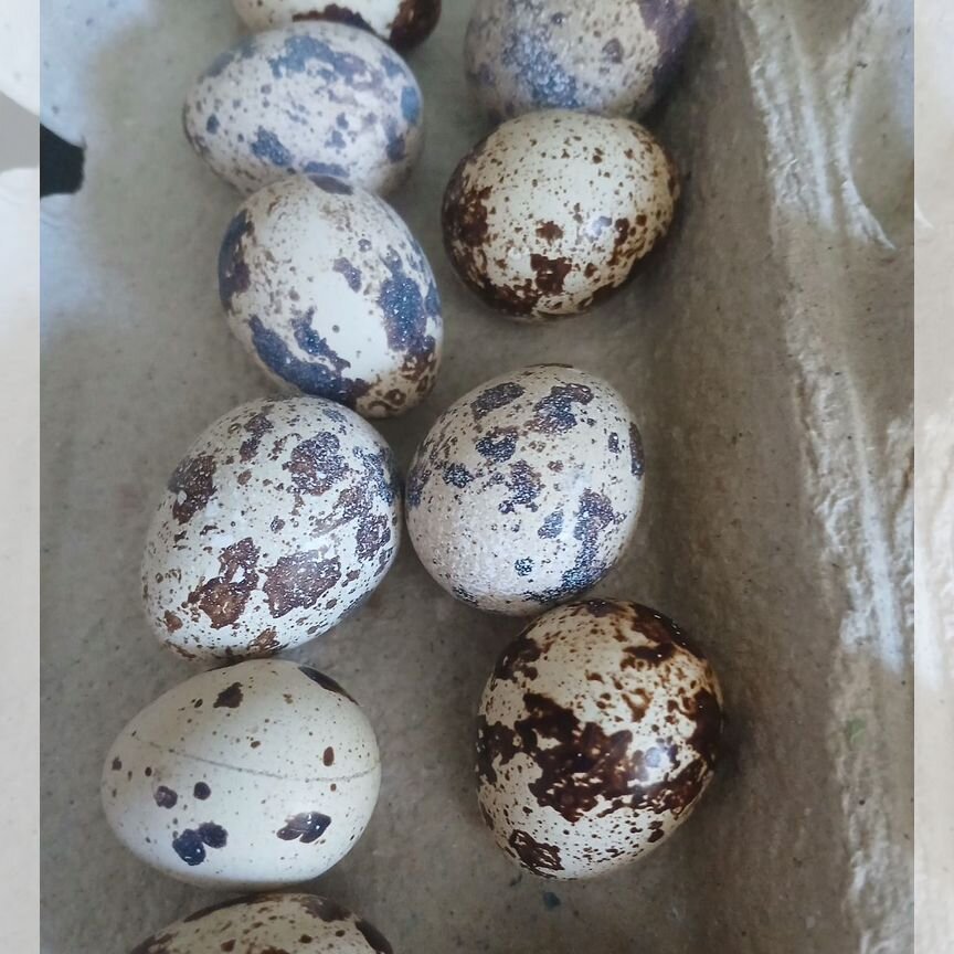 Яйца перепелиные домашние
