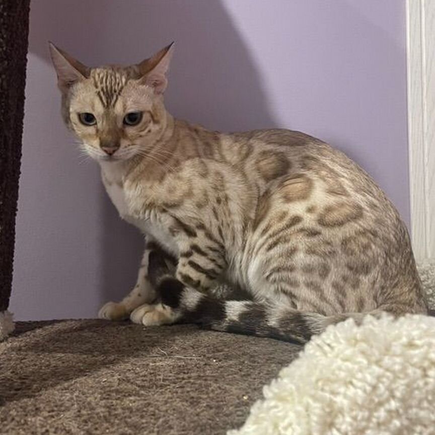 Бенгальская кошка