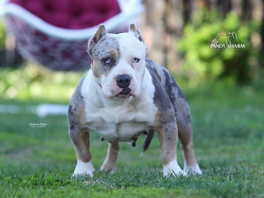 Американская Булли,Блюша, сука. Без гена агрессии