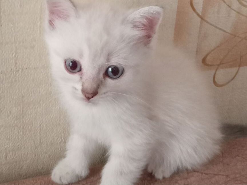 Кошки