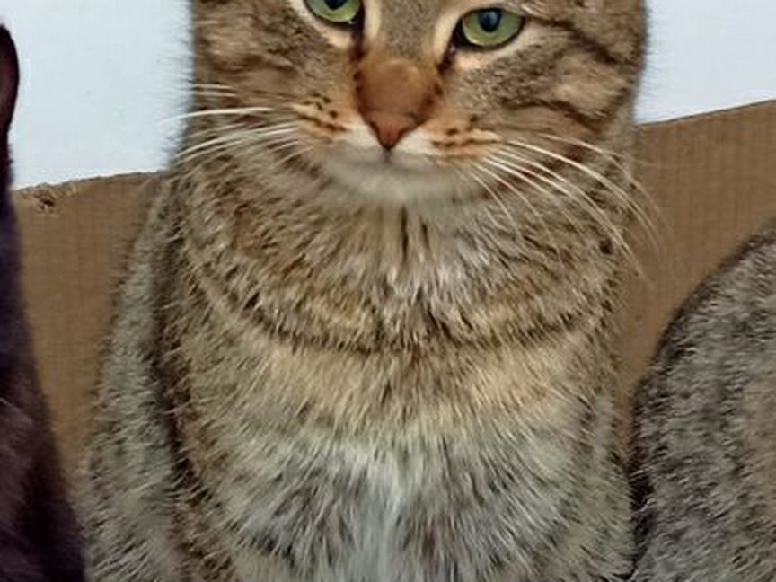 Котенок/кот в добрые руки, бесплатно