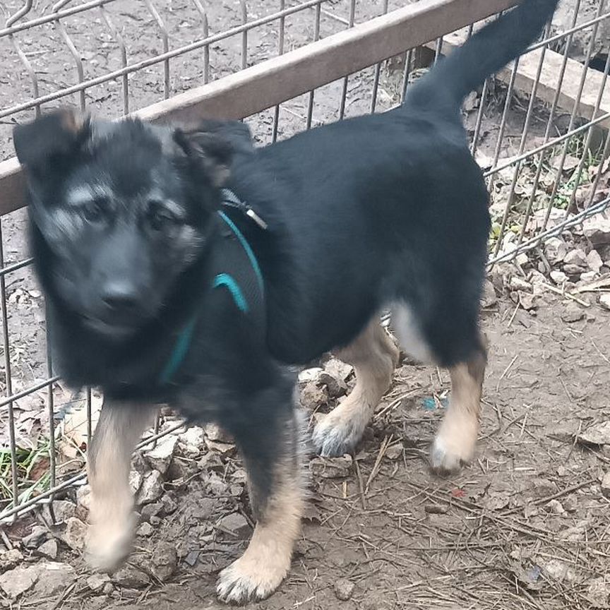 Щенок в добрые руки