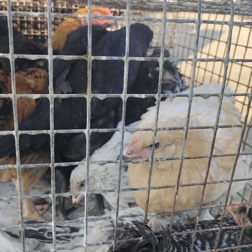 Куры молодки несушки