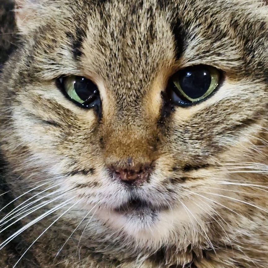 Милый косоглазик